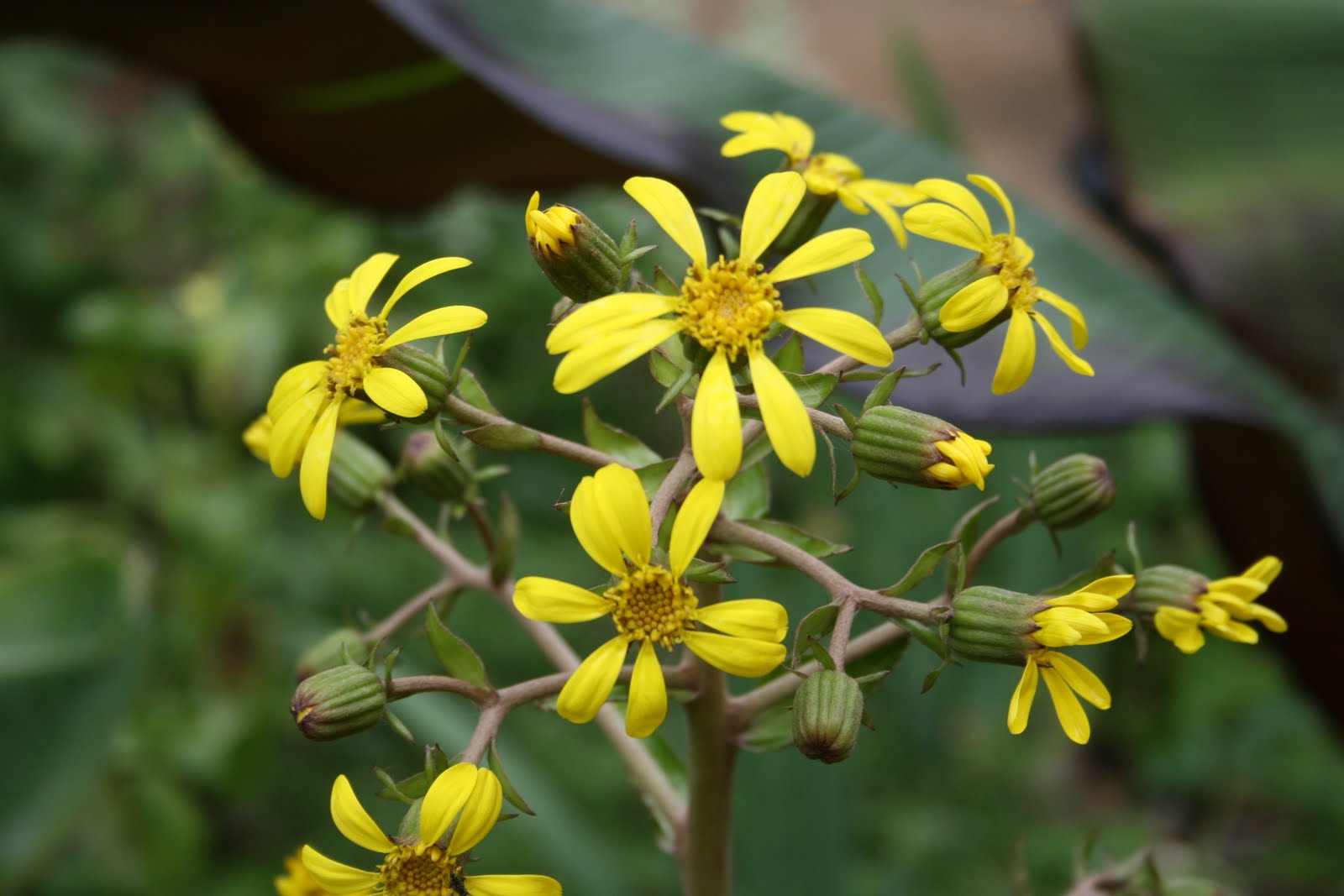 The Gardens of Petersonville: Ligularia Blooms