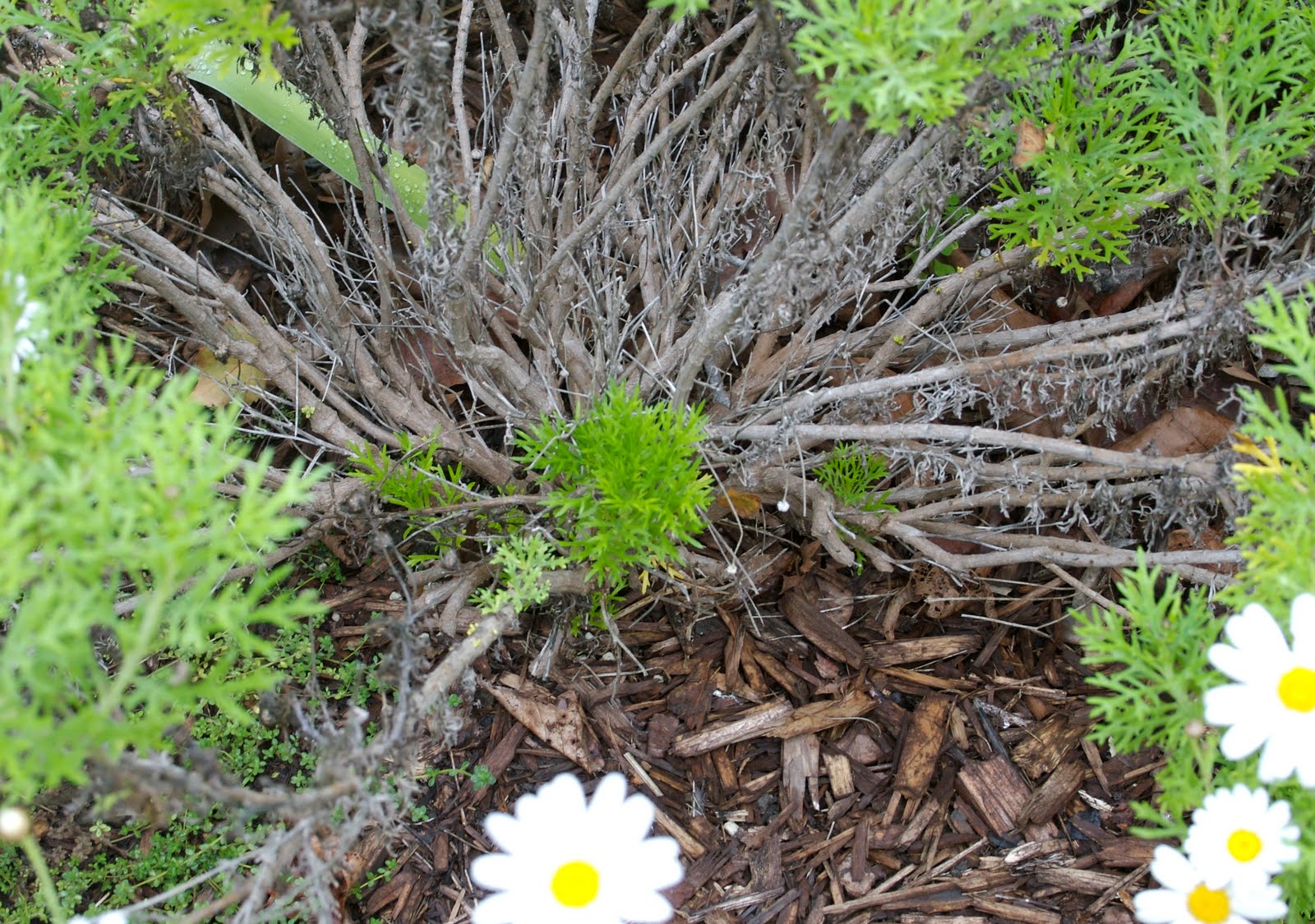 The Gardens of Petersonville: Basal Growth
