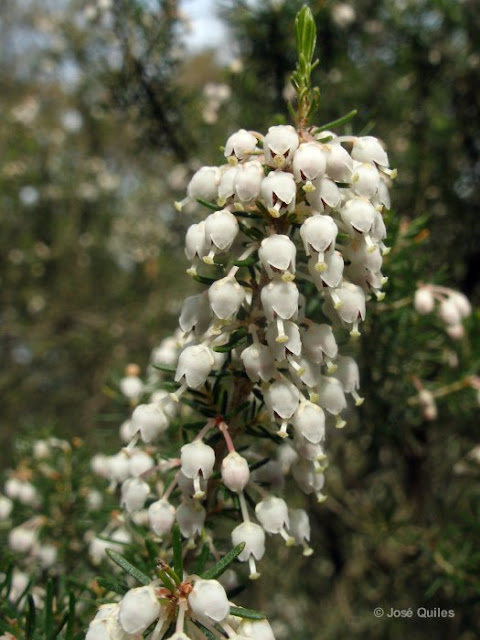 FLORS: Bruc, bruc boal (Erica arborea)