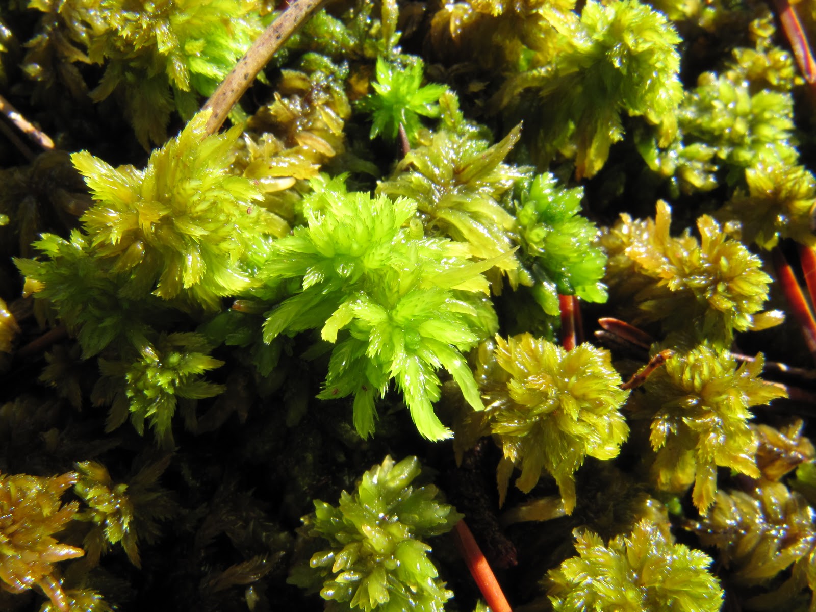 Camosun Blog : Sphagnum Moss from Camosun Bog