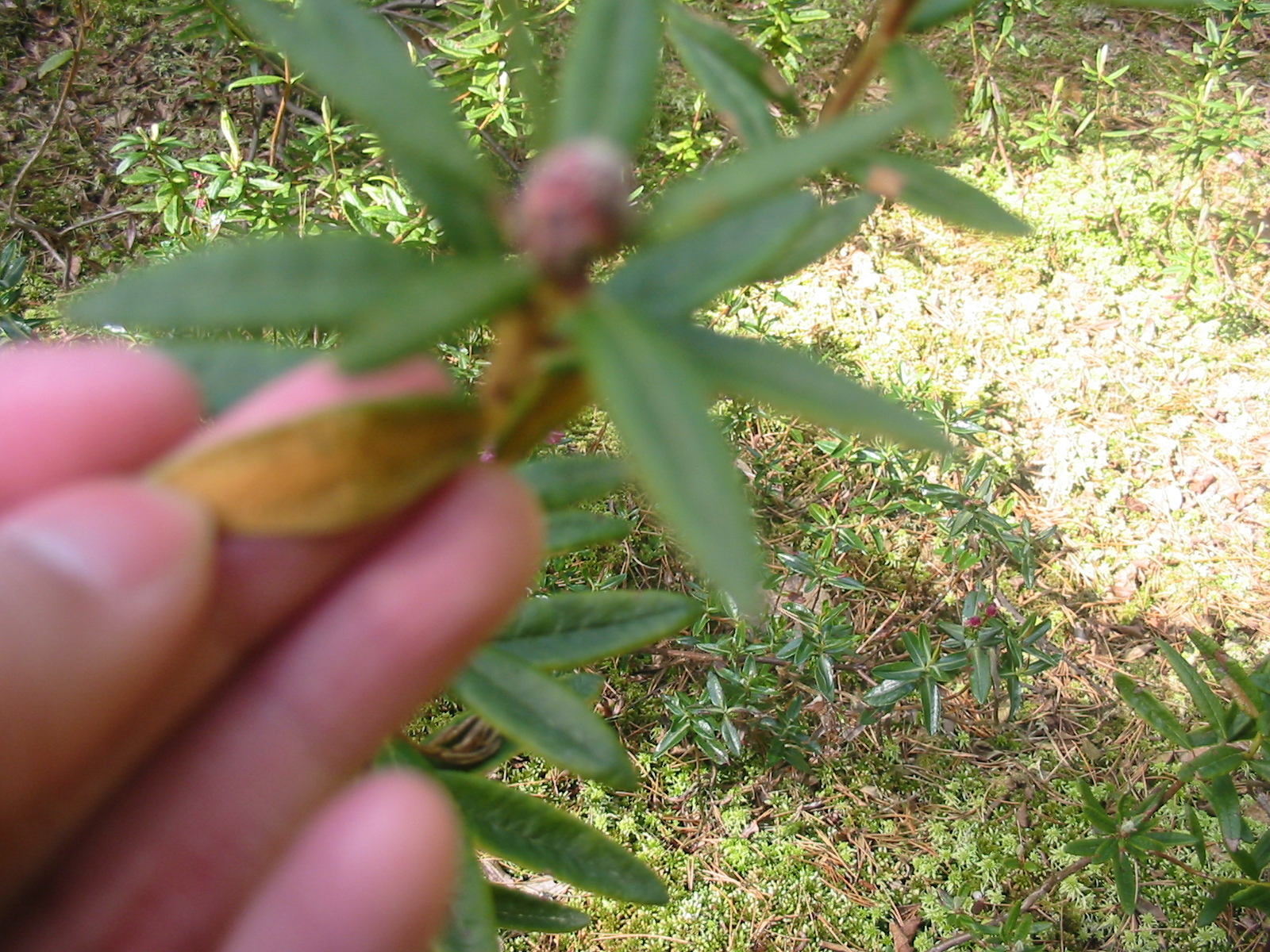 Camosun Blog : Making Traditional Labrador Tea during cold and flu ...