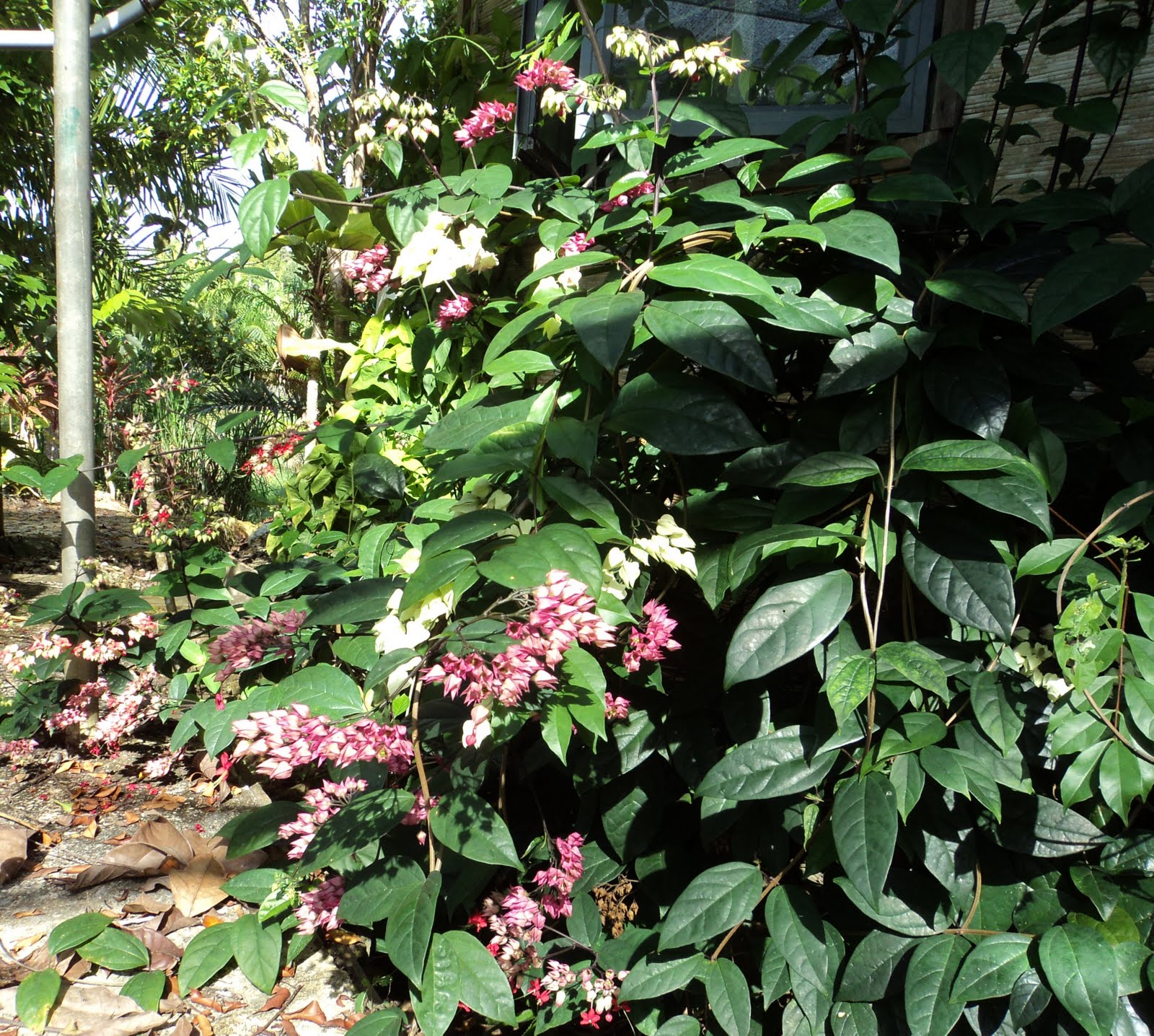 Laman Kambatik Plants list (3rd ed.): Clerodendrum thomsoniae ...