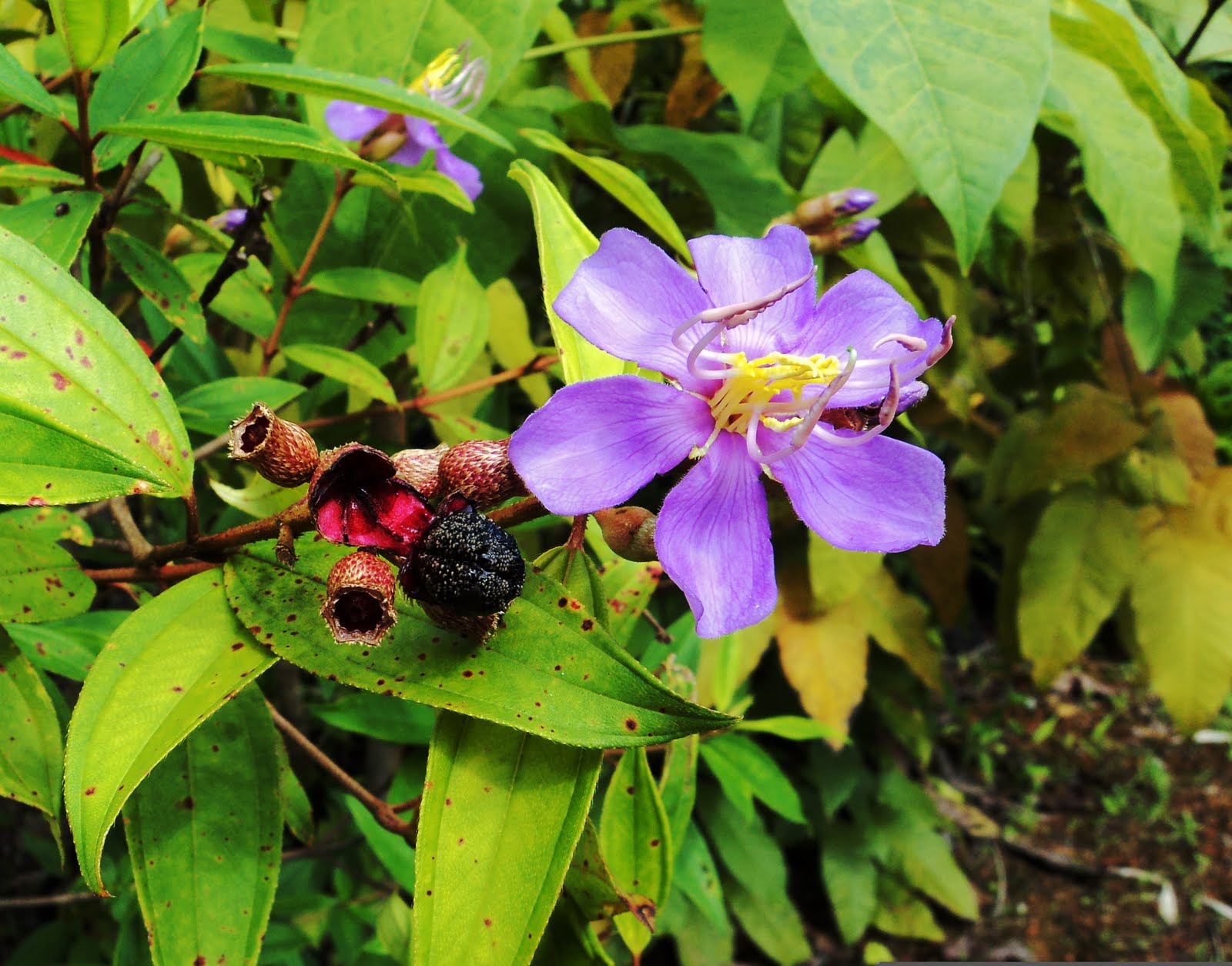 Laman Kambatik Plants list (3rd ed.): Melastoma malabathricum ( Senduduk )