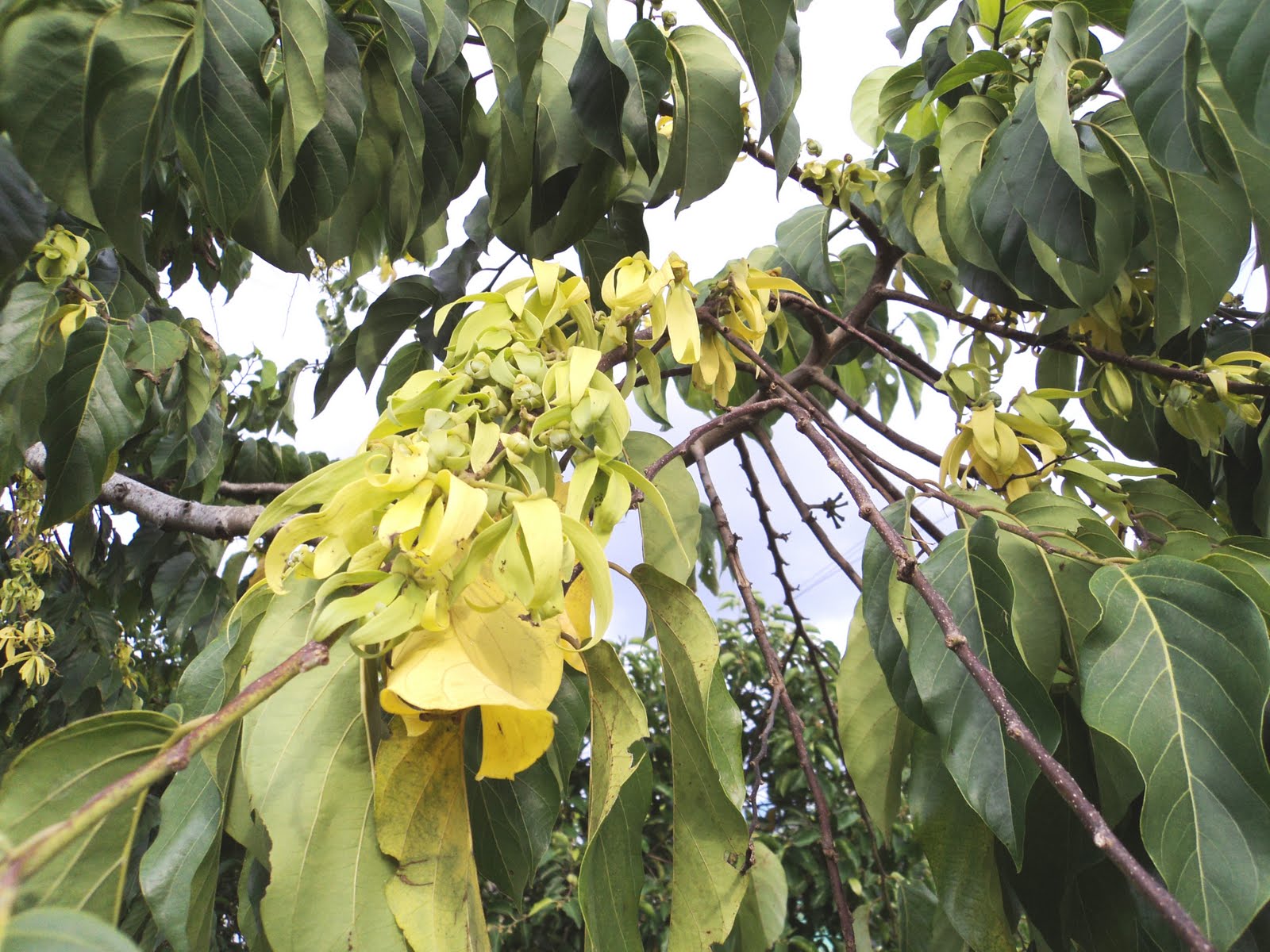 Laman Kambatik Plants list (3rd ed.): Canagium odoratum ( Kenanga)