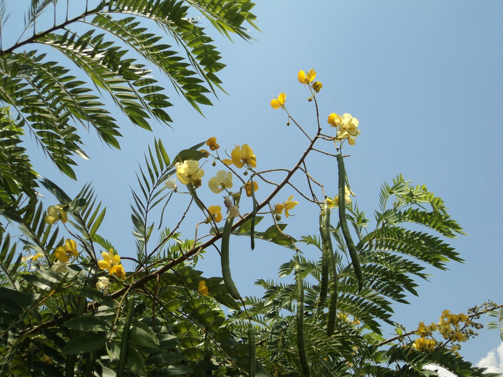 Laman Kambatik Plants list (3rd ed.): Cassia spectabilis