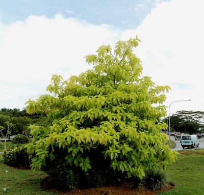 Laman Kambatik Plants list (3rd ed.): Pisonia alba