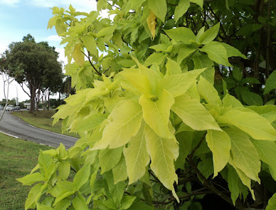 Laman Kambatik Plants list (3rd ed.): Pisonia alba