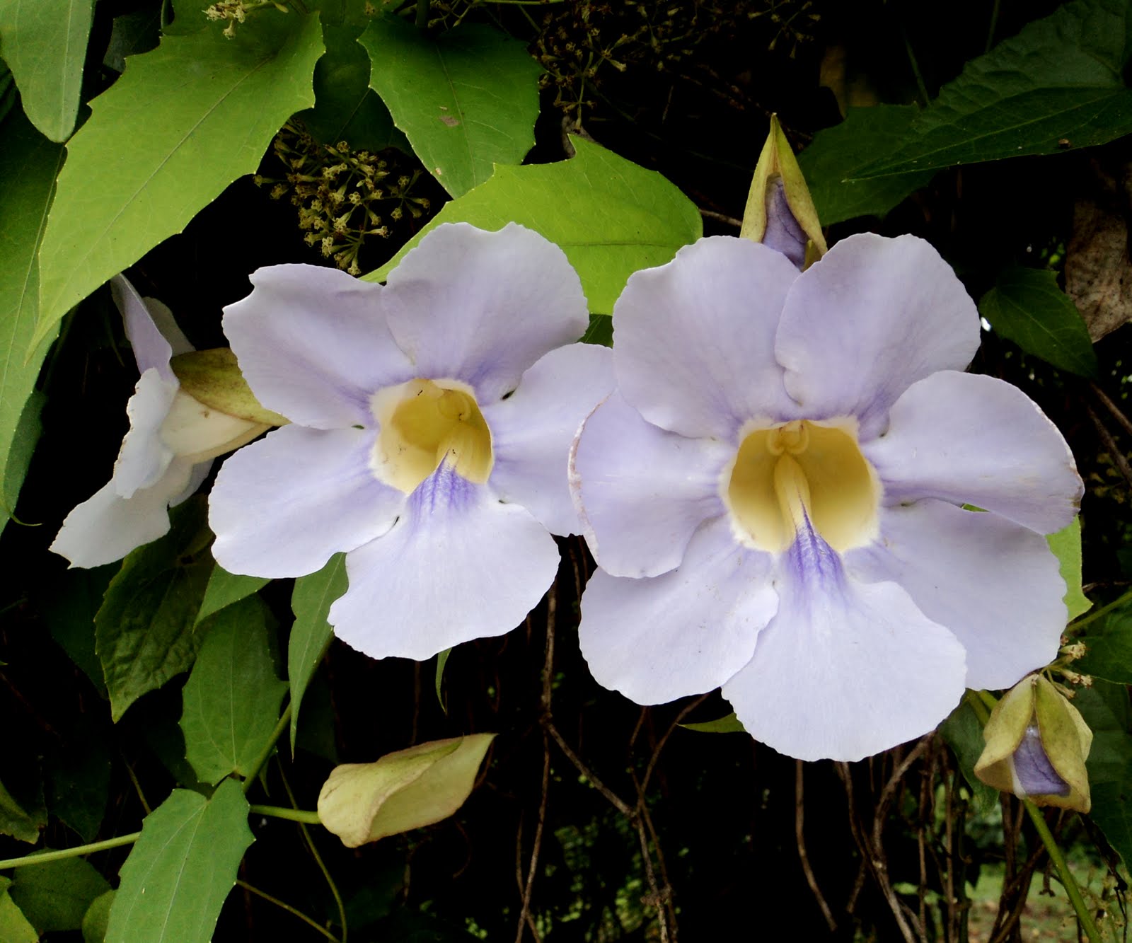 Laman Kambatik Plants list (3rd ed.): Thunbergia grandiflora ( Thunbergia)