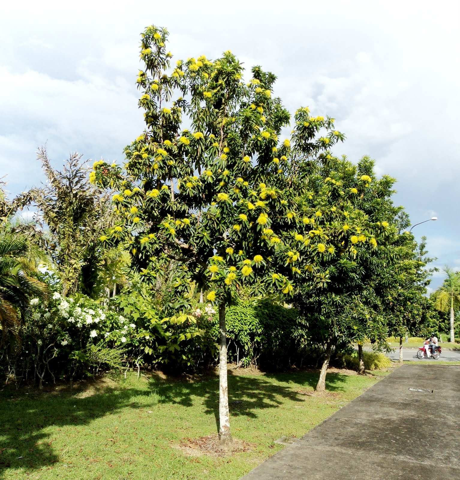 Laman Kambatik Plants list (3rd ed.): Xanthostemon chrysanthus ( Golden ...