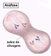 A Terra e a Vida: Mitose