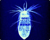 blankerz: Makhluk-makhluk Teraneh di Dunia