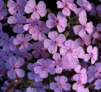 Jackie's Sewing: Simplicity 2645