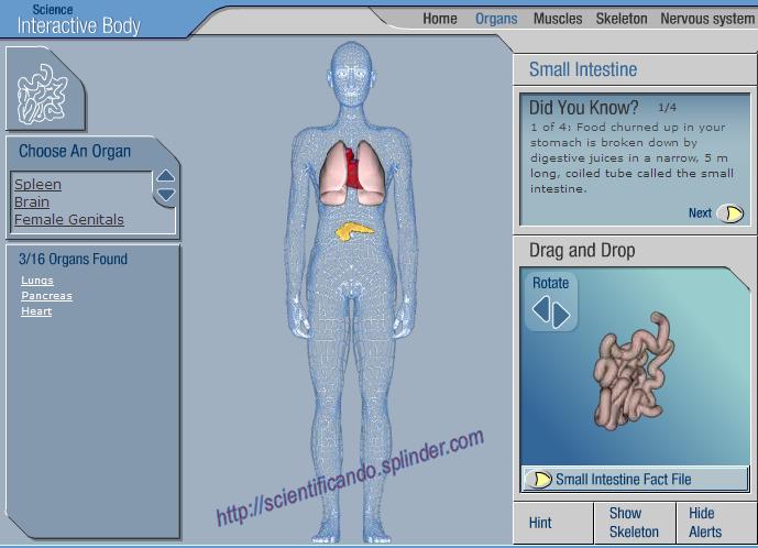 Interactive Body| Il Corpo Umano Interattivo Da BBC Science ...