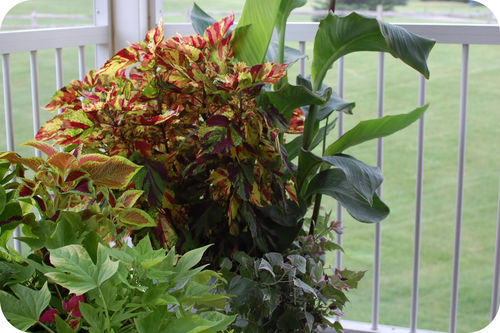 33 Shades of Green: Container Gardening