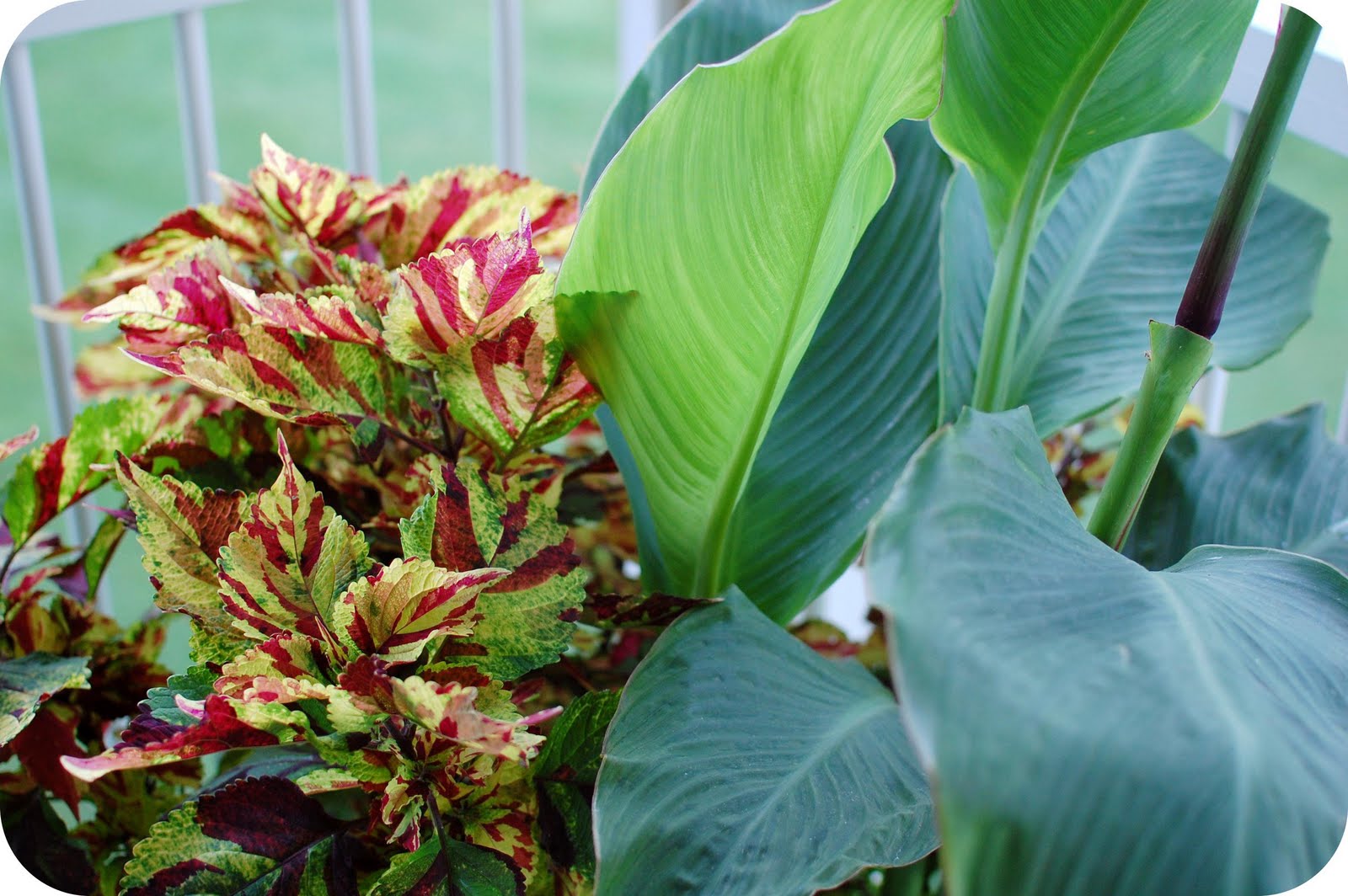 33 Shades of Green: Container Gardening