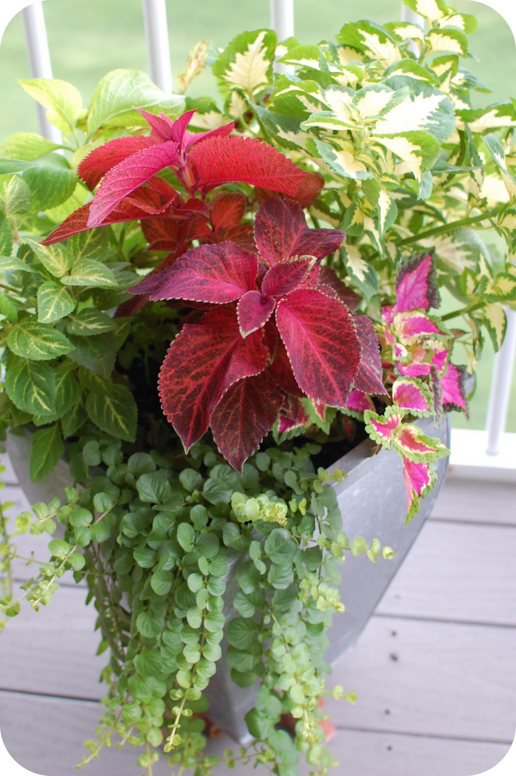 33 Shades of Green: Container Gardening
