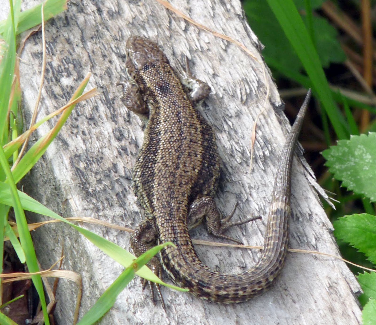 Wild and Wonderful: Herpetofauna (2): Frogs and Lizards