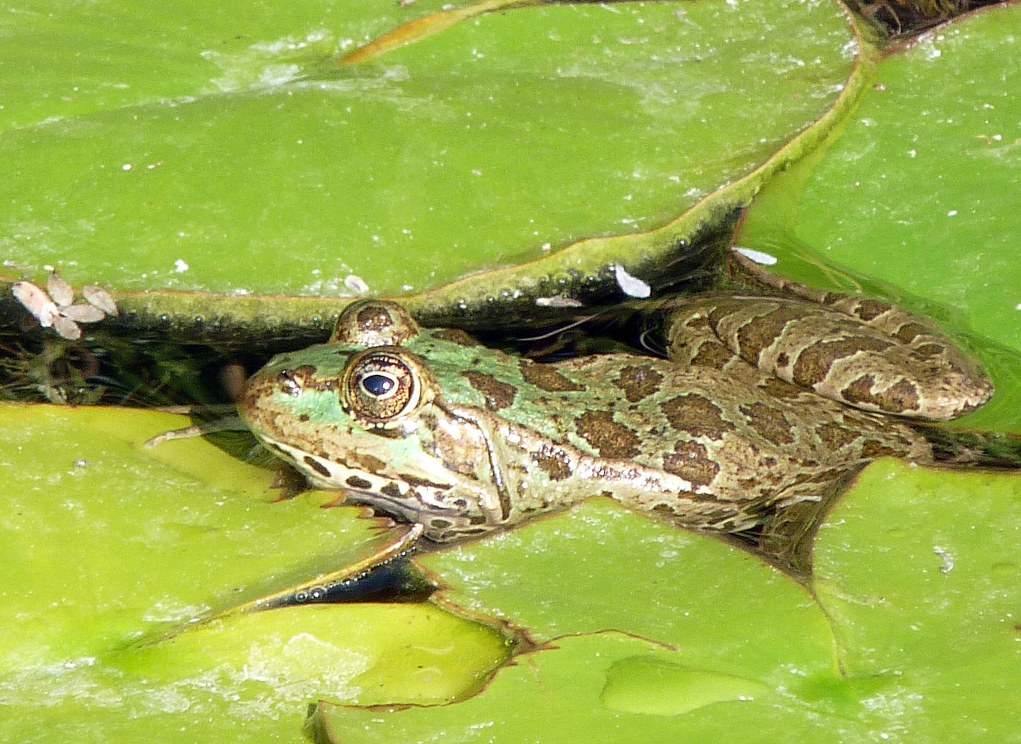 Wild and Wonderful: Herpetofauna (3): Frogs in the Peloponnese