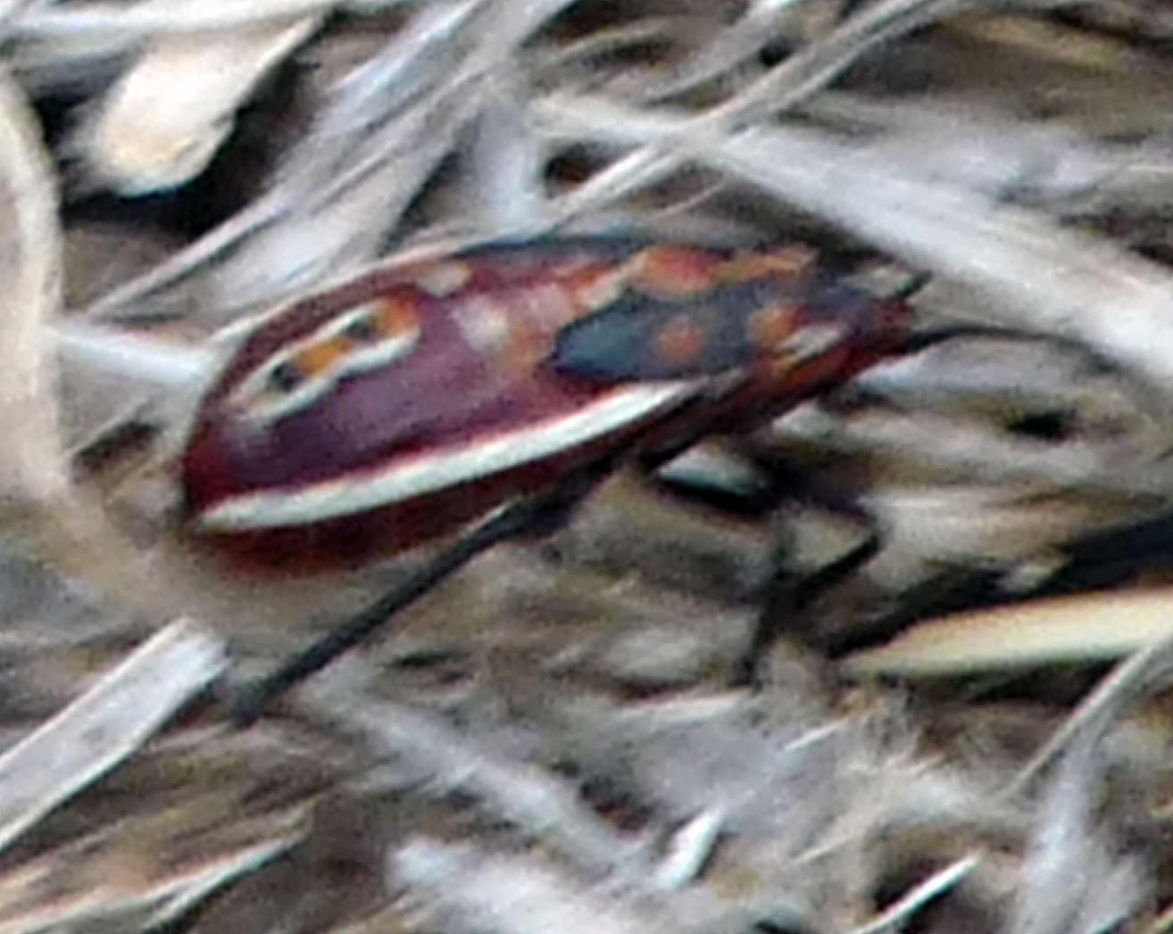 Wild and Wonderful: Eye-catching Insects (1): Fiery Red Colours in Greece