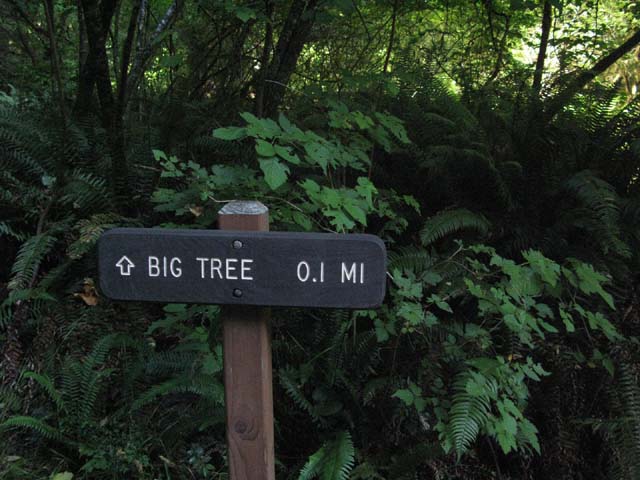 The Pink Peony of Le Jardin: decorating with BIG pinecones!