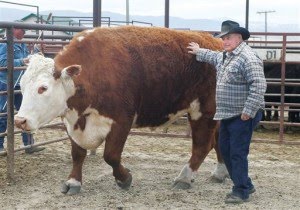 THE WESTERNER: Cletus the 3,000-pound steer sold at Ramsay auction