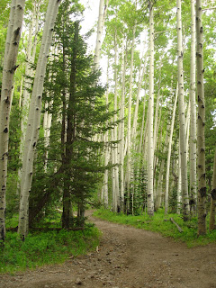 Hiking in Arizona: Hike #40: Inner Basin Trail, Coconino National Forest