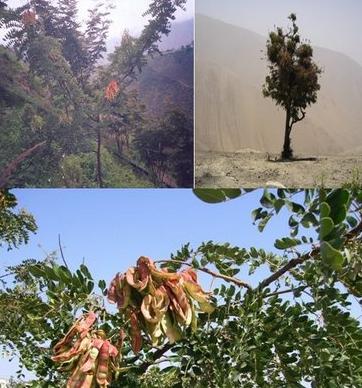 TARA PERÚ: Descripción y características generales