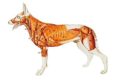 Anatomía del perro