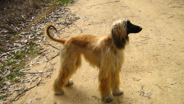 Atlas, el cachorrito Labrador: Perro Afgano