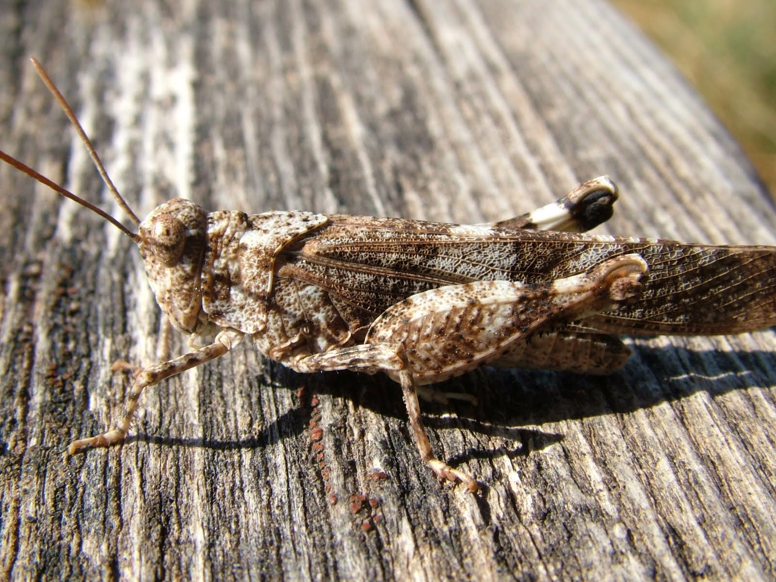 FOTOS ALBERTI: BICHITOS 2