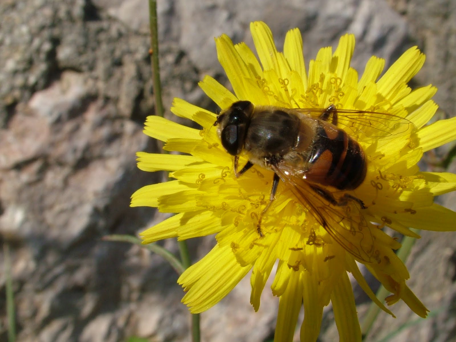 FOTOS ALBERTI: BICHITOS 2