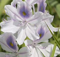 Plants in Egypt: Flowers of the Nile valley