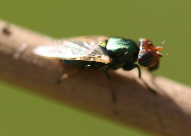 Butterflies,fish and Insects of Egypt: Nile life