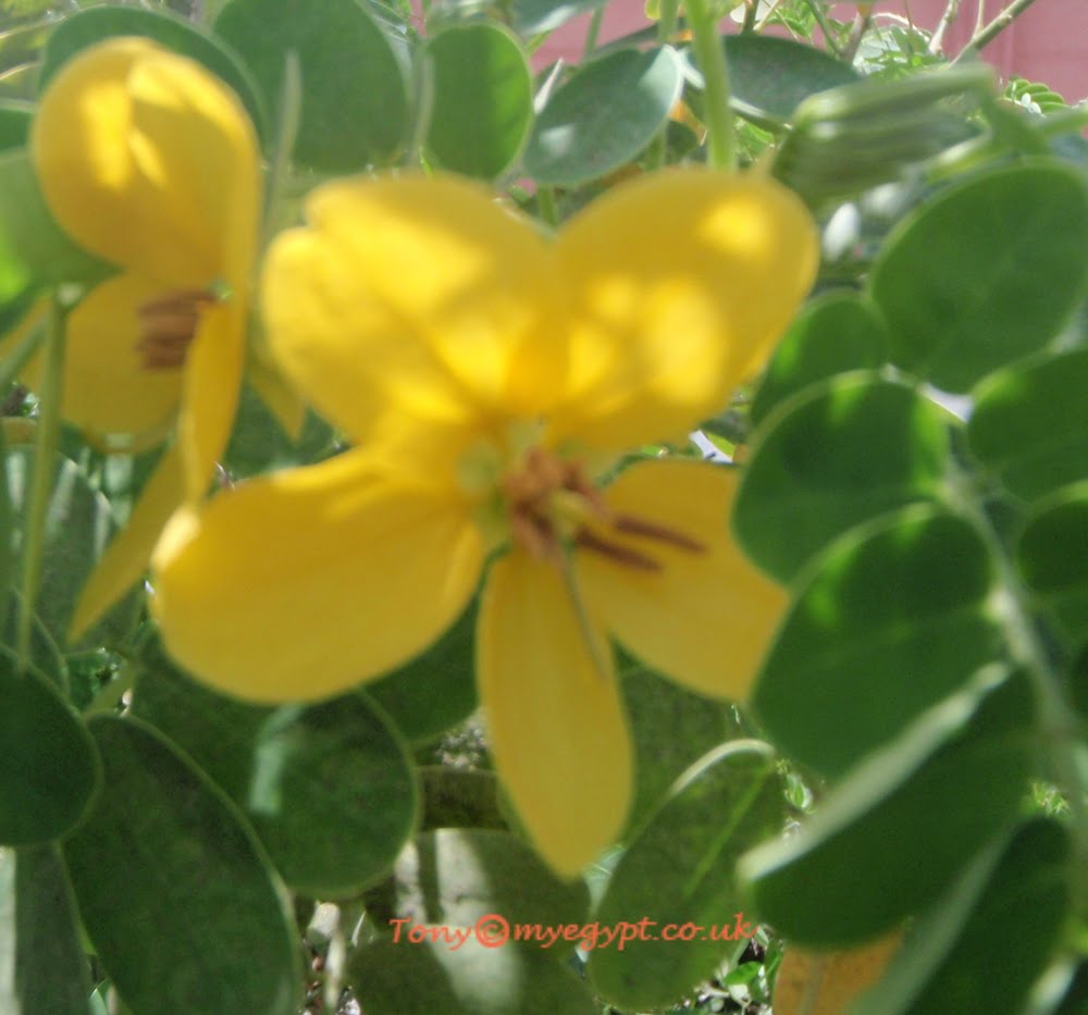 Plants in Egypt: plants in May part 2