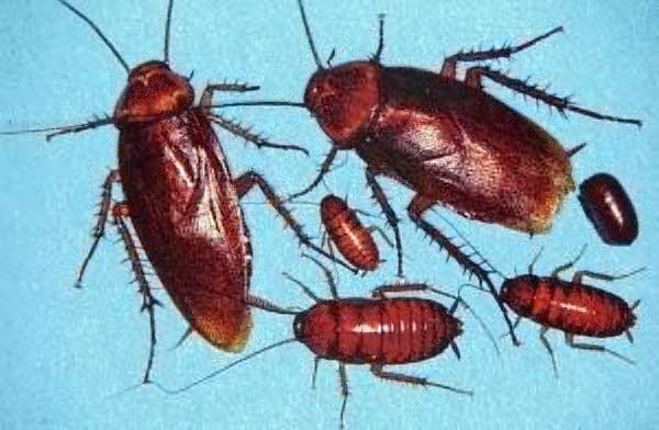 random facts and random crap: Headless Cockroaches