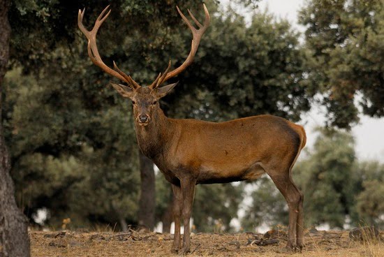Finca "La Batalla" en Extremadura