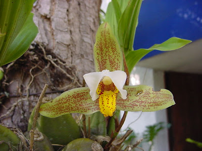 OrquídeasOskar: L...Laelia speciosa...Laelia furfuracea...Laelia autumnalis
