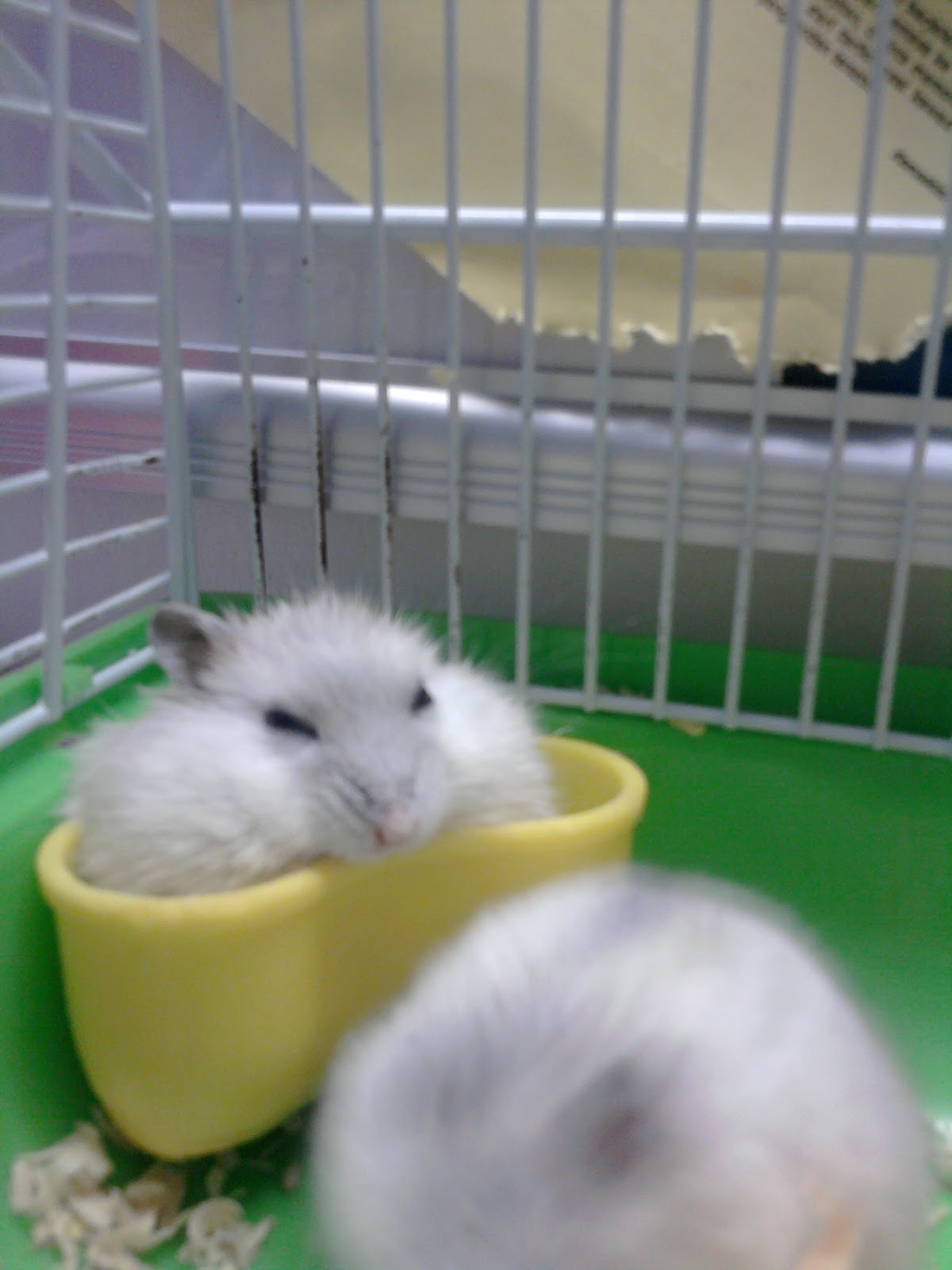 teddy: my pet-mou mou n wei wei