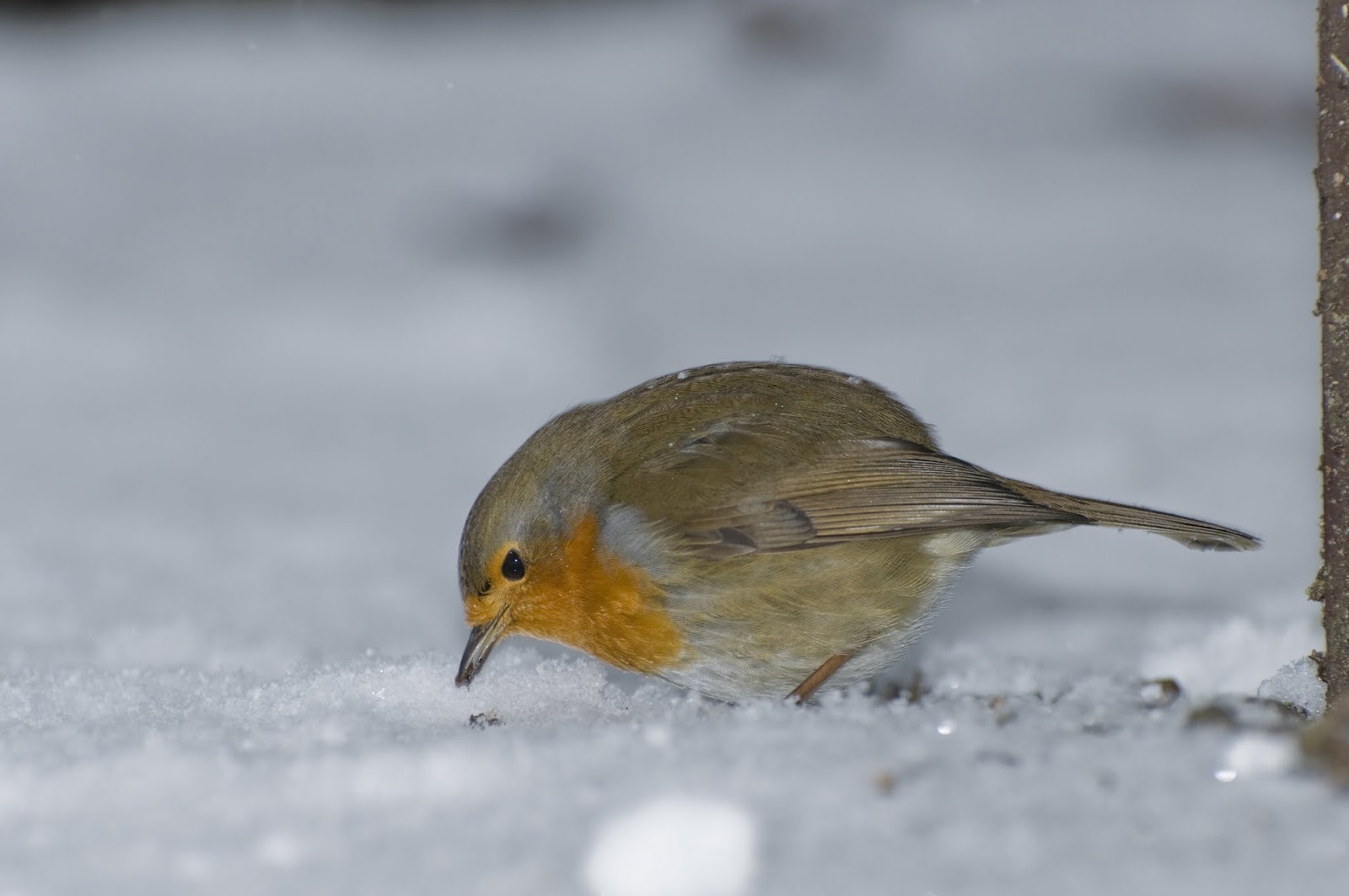 Vogel- en Natuurfotografie door Remco van Daalen: Vogels in de sneeuw