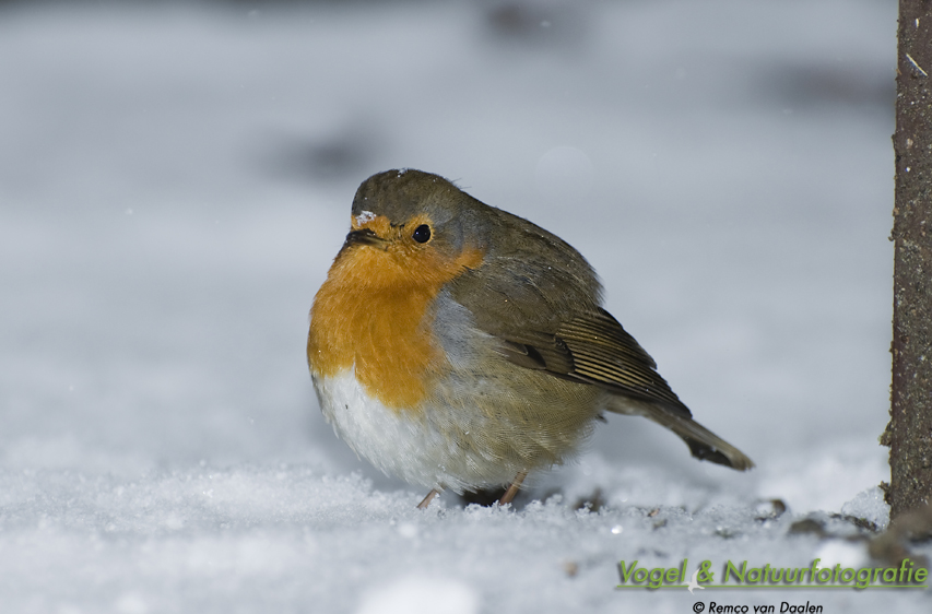 Vogel- en Natuurfotografie door Remco van Daalen: Vogels in de sneeuw