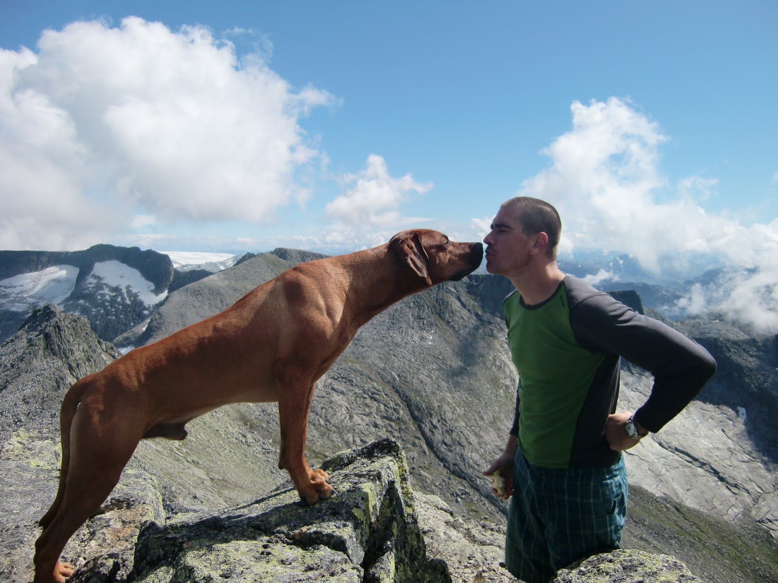 Shasa The Norwegian Ridgeback