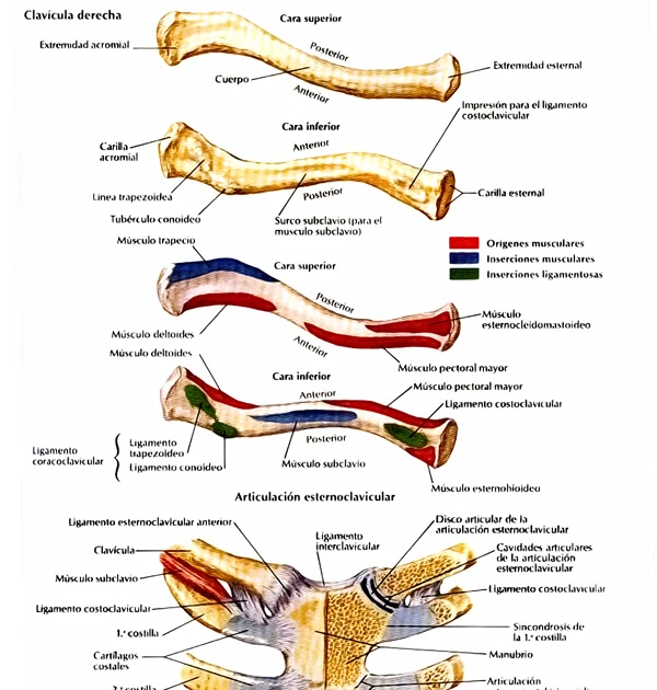 Anatomía Humana: Miembro Superior