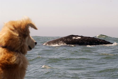 Daily Dog Scoop: Can dogs communicate with whales?