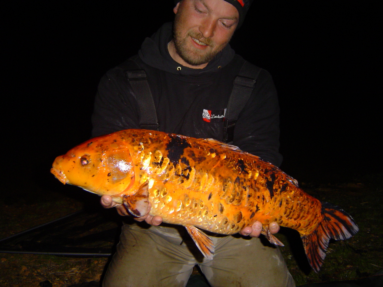 paradis express: Giant koi