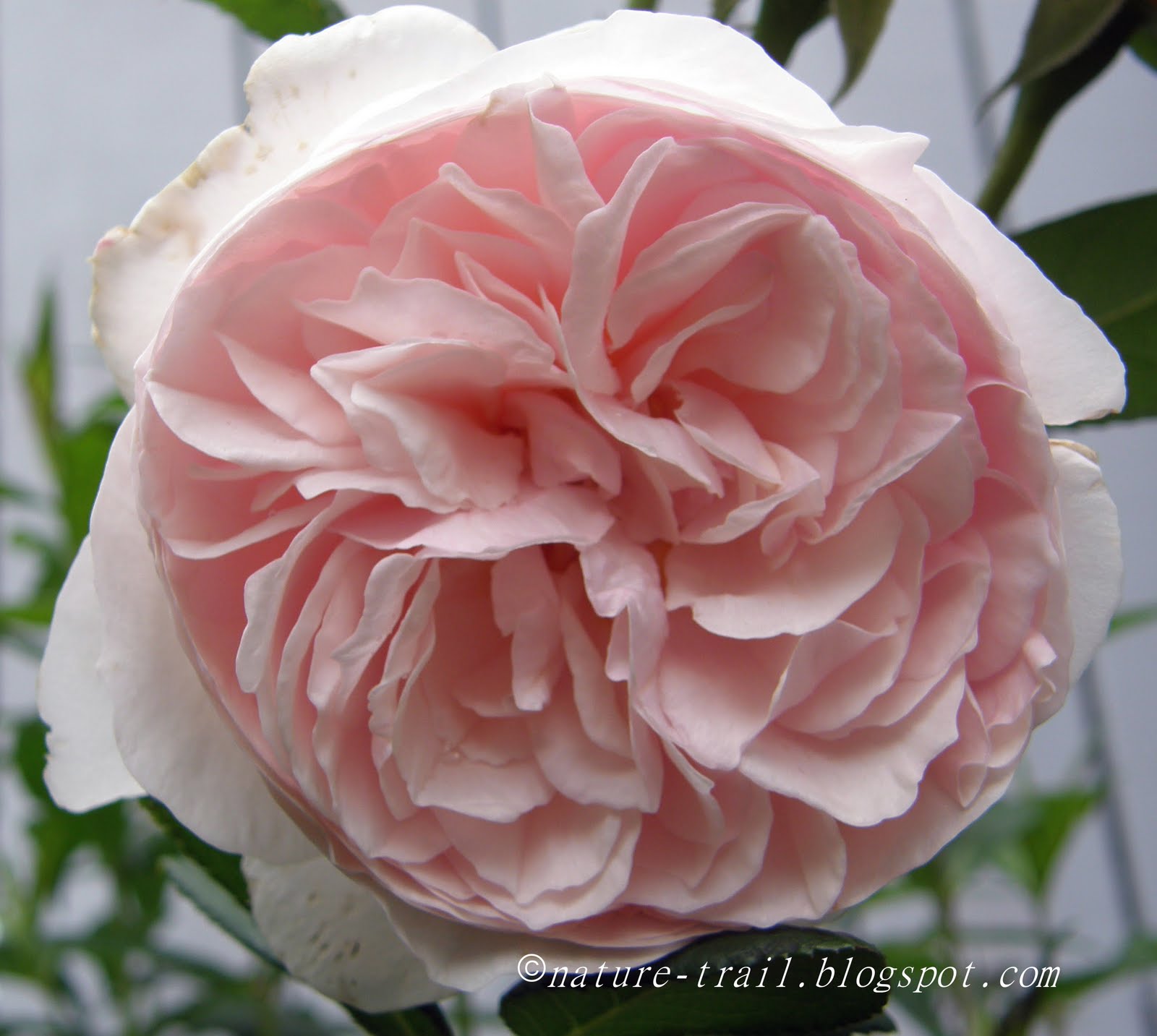 NATURE TRAIL: David Austin Rose