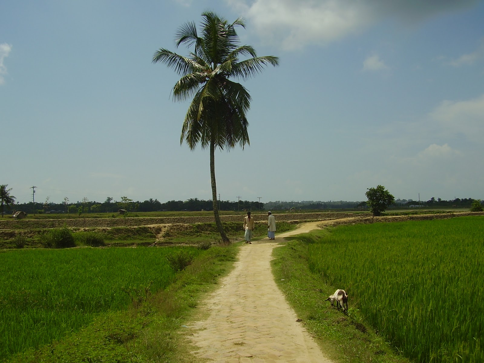 Natural beauty of Bangladesh: village of bangladesh