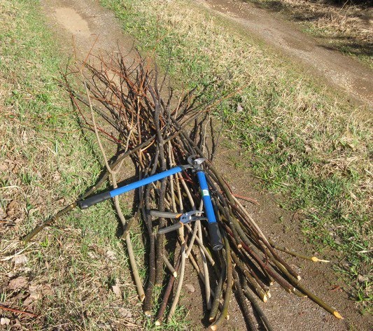 Dars Stuffings: Wattle I Do