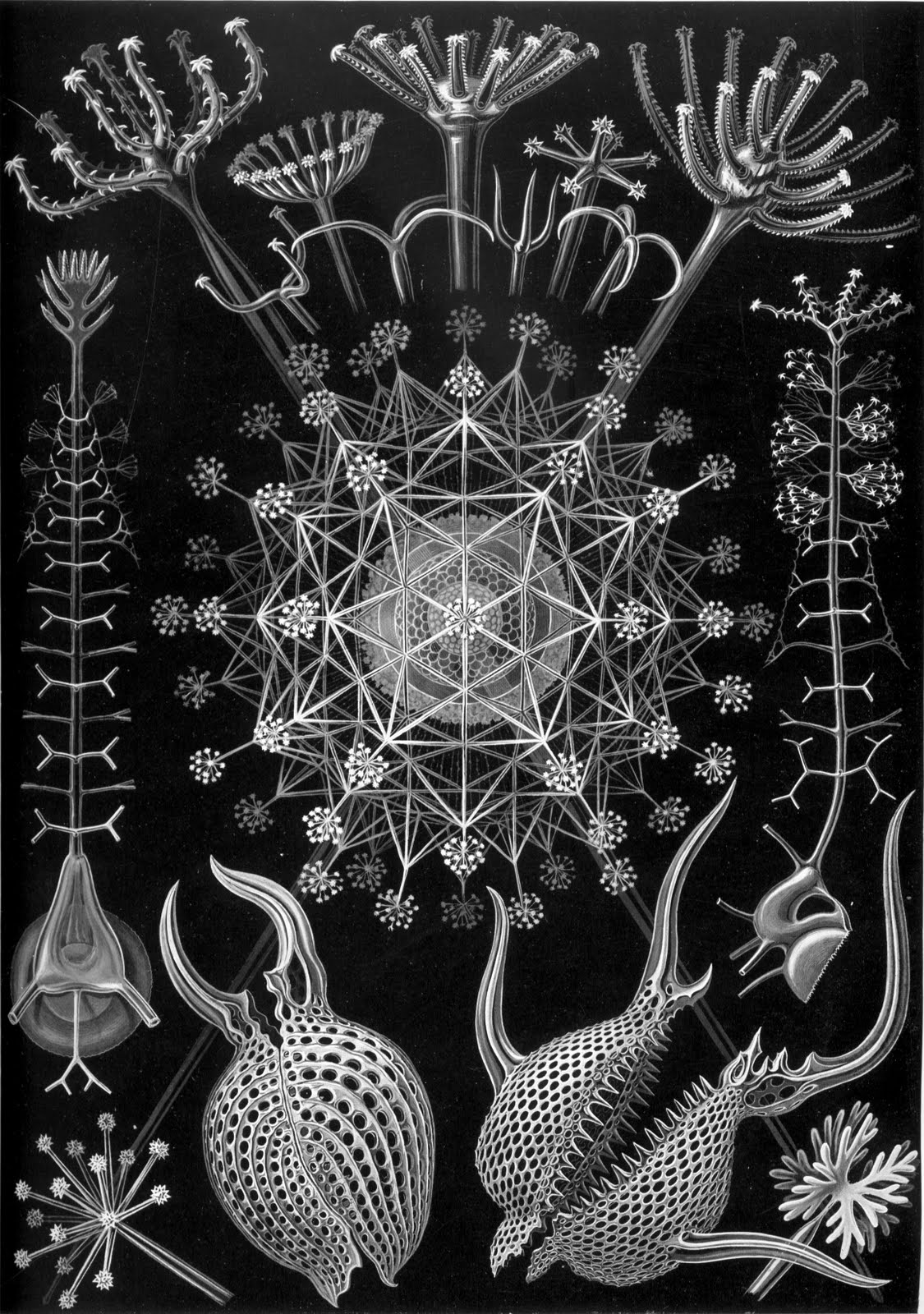 ax+apple: Ernst Haeckel