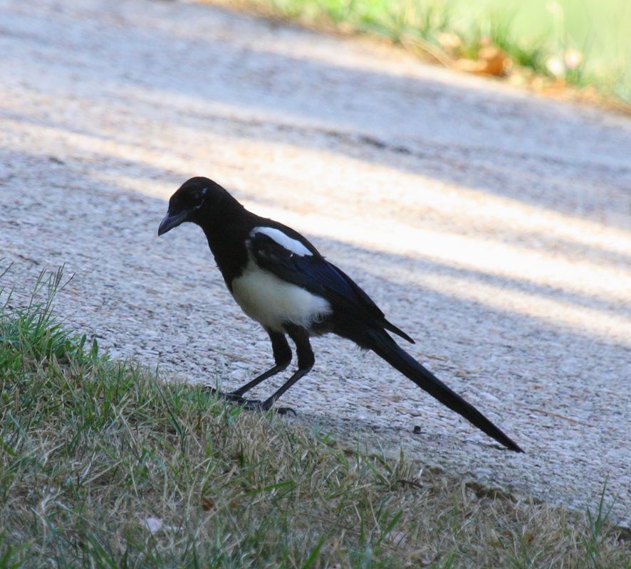 AVES DEL CIELO - BIRDS OF HEAVEN: URRACAS-PICA PICA-MAGPIE