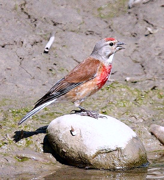 AVES DEL CIELO - BIRDS OF HEAVEN: PARDILLO COMÚN-CARDUELIS CANNABINA-LINNET